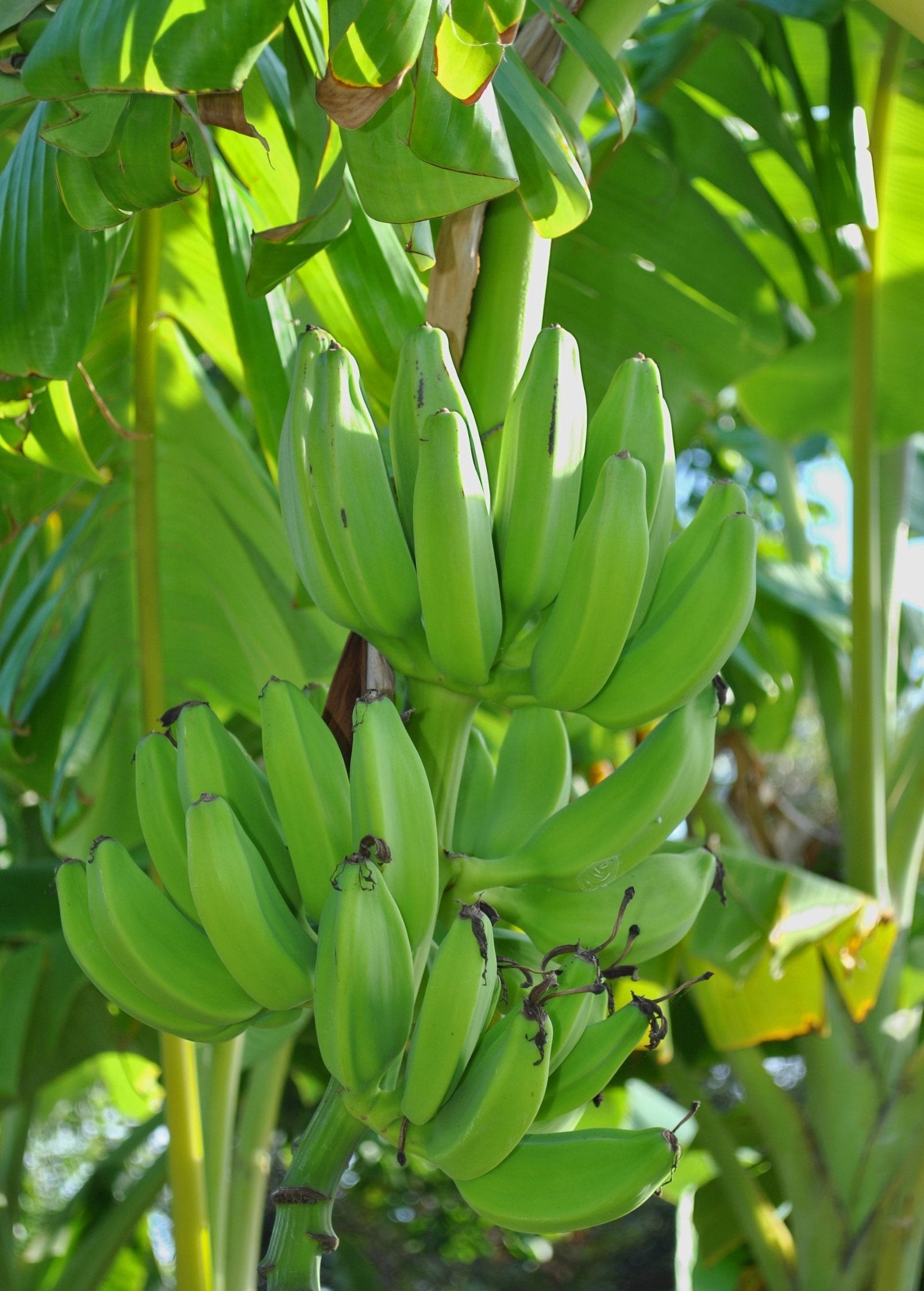 Banana 'Mona Lisa' (Musa acuminata) — Specialty Food Source