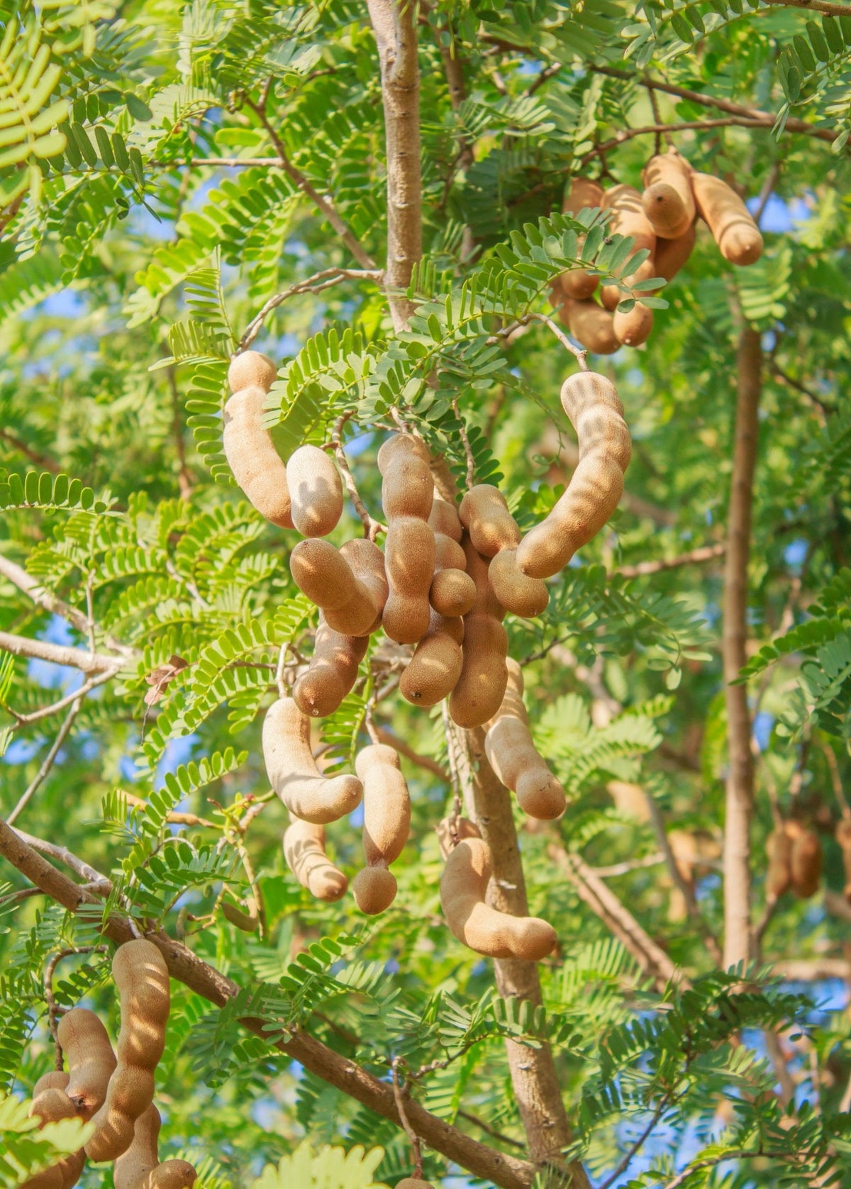 Tamarind, Tart (Tamarindus indica) — Specialty Food Source