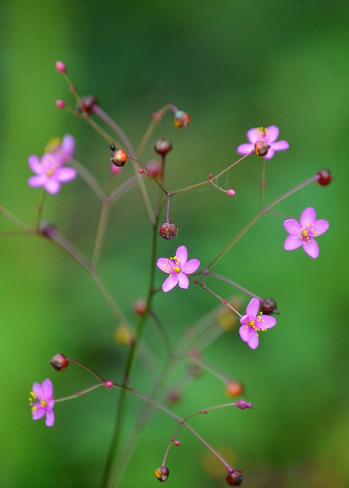 Jewels of Opar (Talinum paniculatum) — Specialty Food Source