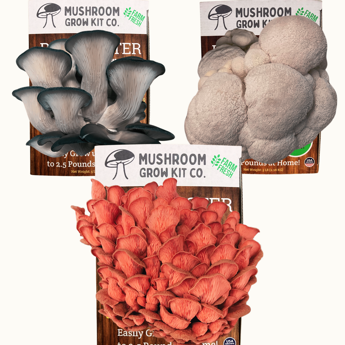 3 Pack - Premium Lion's Mane, Pink, and Blue Oyster Mushroom Growing K ...