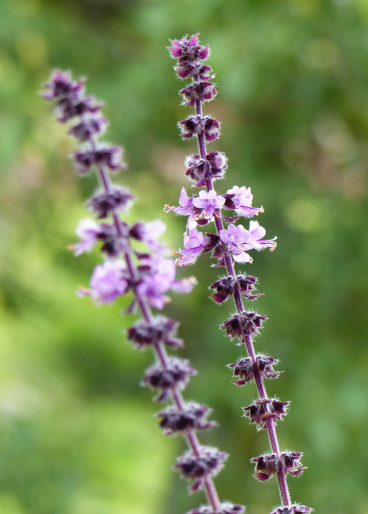 African Blue Basil (Ocimum Kilimandscharicum × Basilicum 'Dark Opal ...