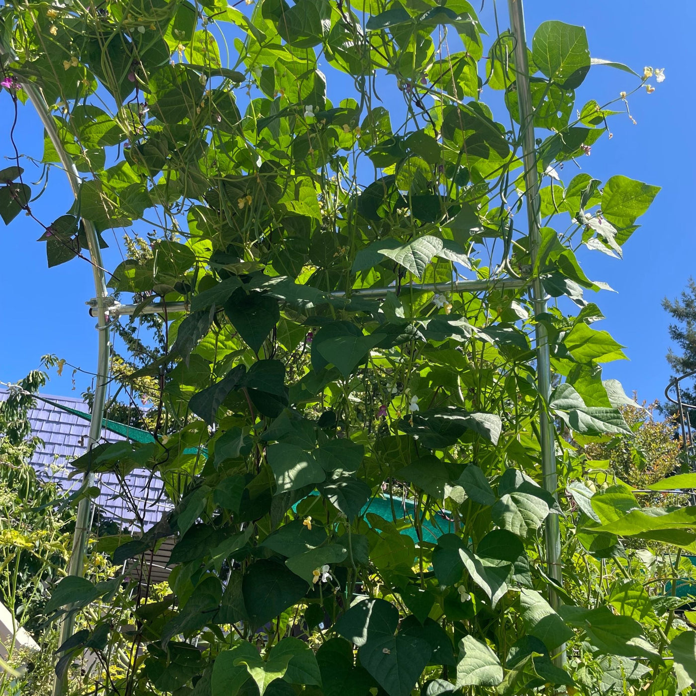 DIY Garden Arch — Specialty Food Source