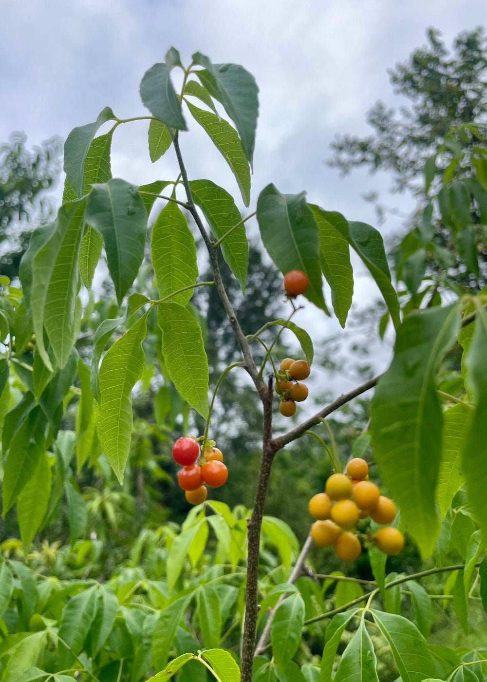 Chal Chal (Allophylus edulis) — Specialty Food Source