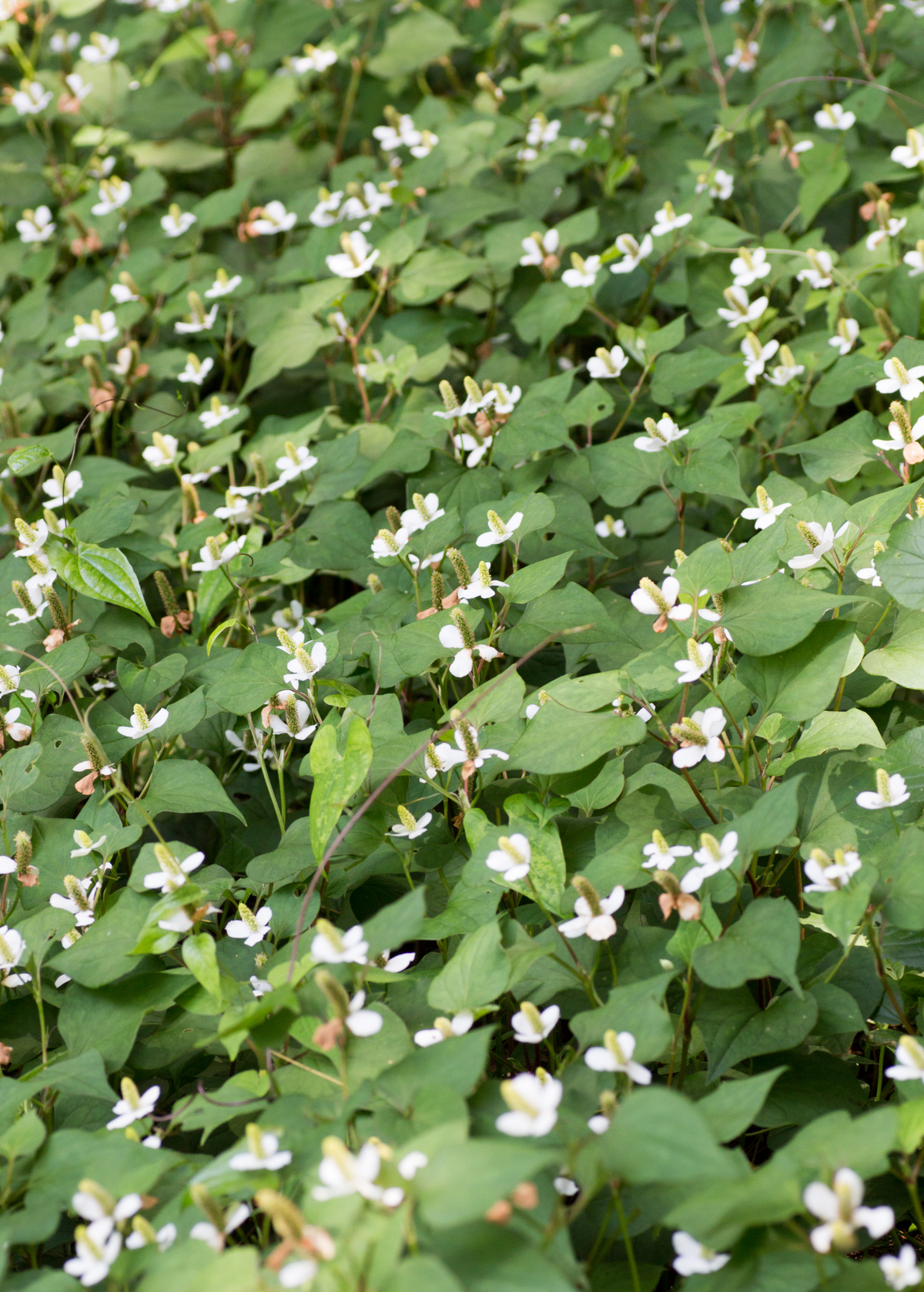 Giâp Cá, Fish Mint (Houttuynia cordata) — Specialty Food Source