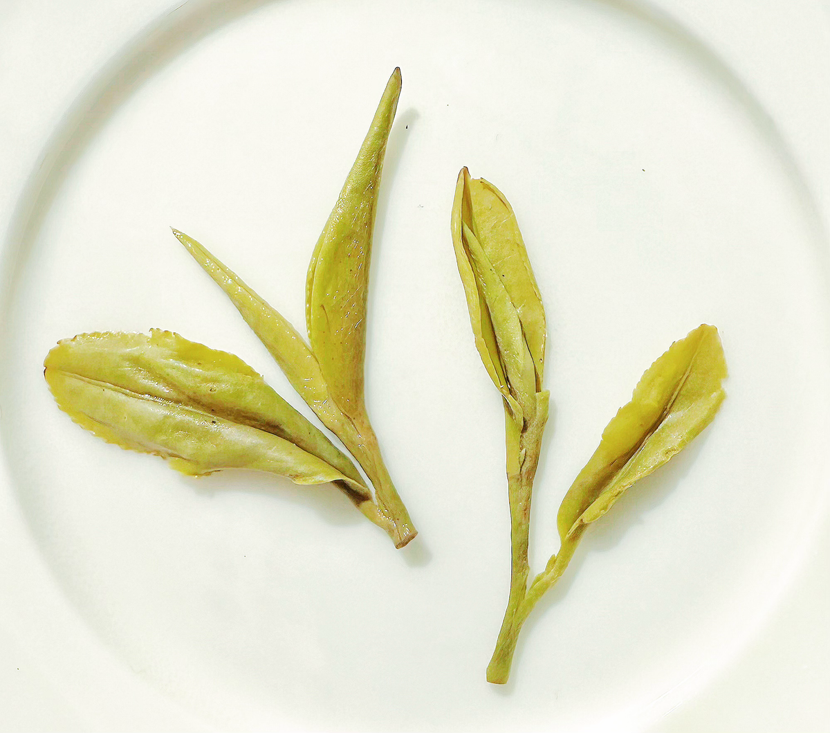 Xin Yang Mao Jian 信陽毛尖 — Specialty Food Source