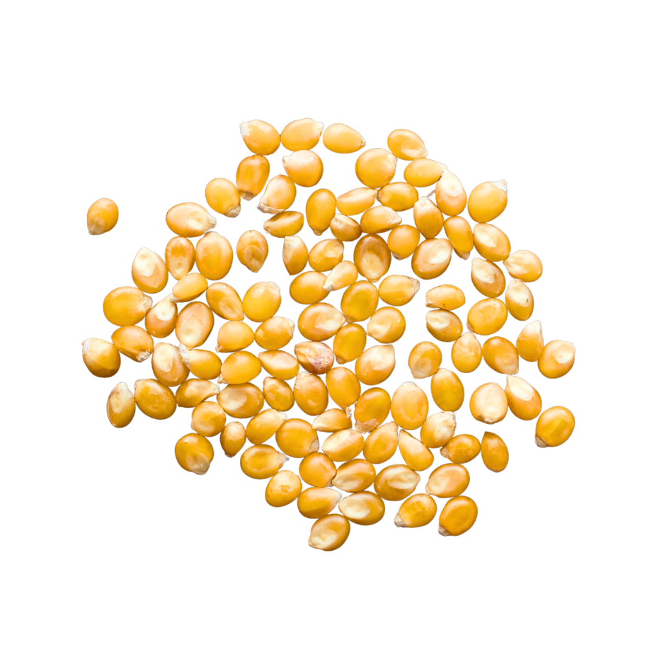Popcorn Kernels-Specialty Food Source