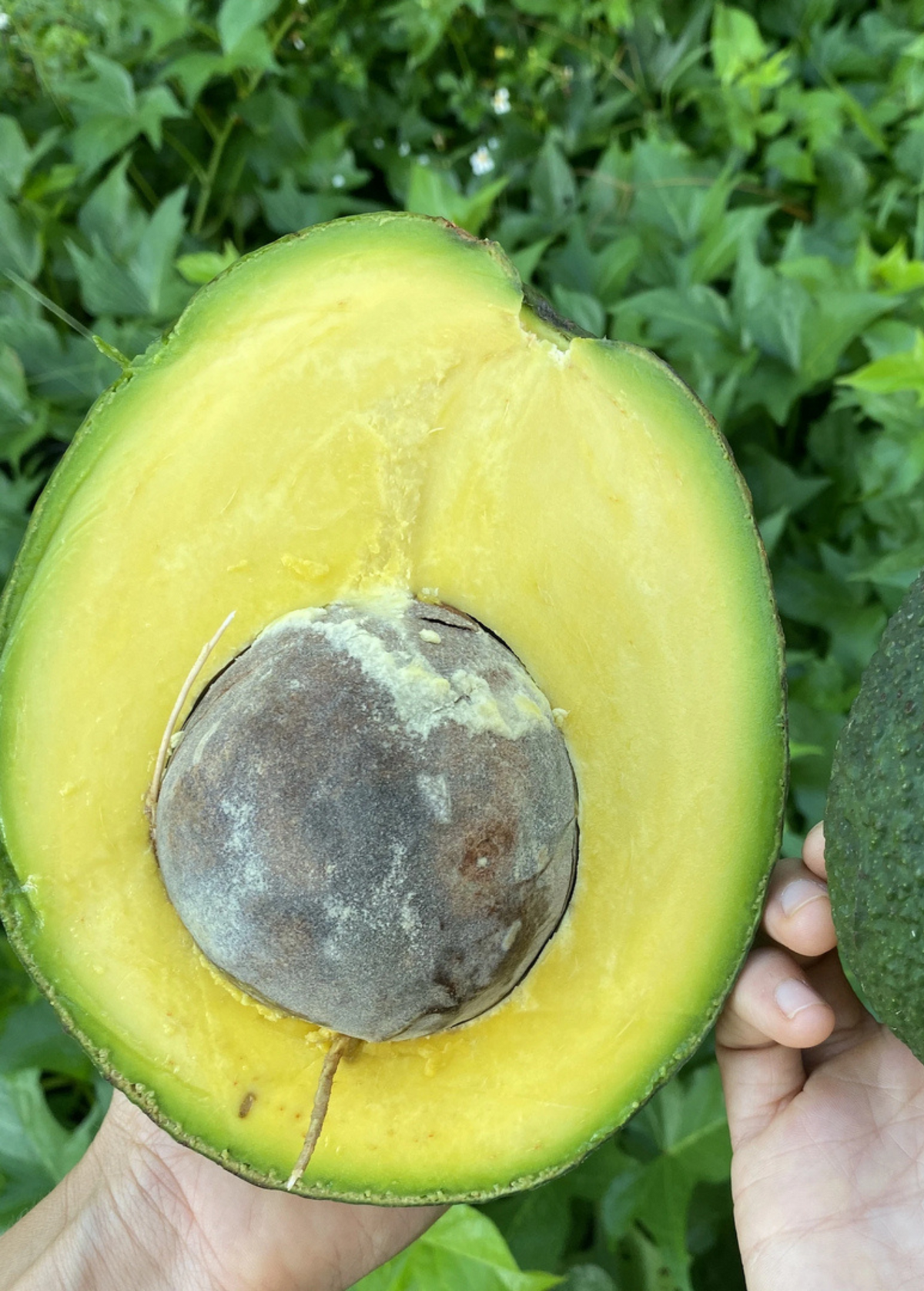 Avocado 'Marcus Pumpkin' (Persia americana) — Specialty Food Source