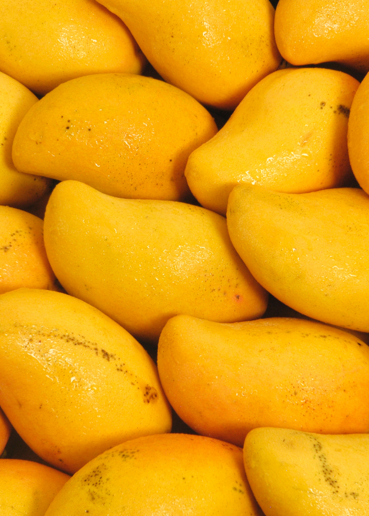 Mango 'Miracle' aka 'Choc-anon' (Mangifera indica) — Specialty Food Source
