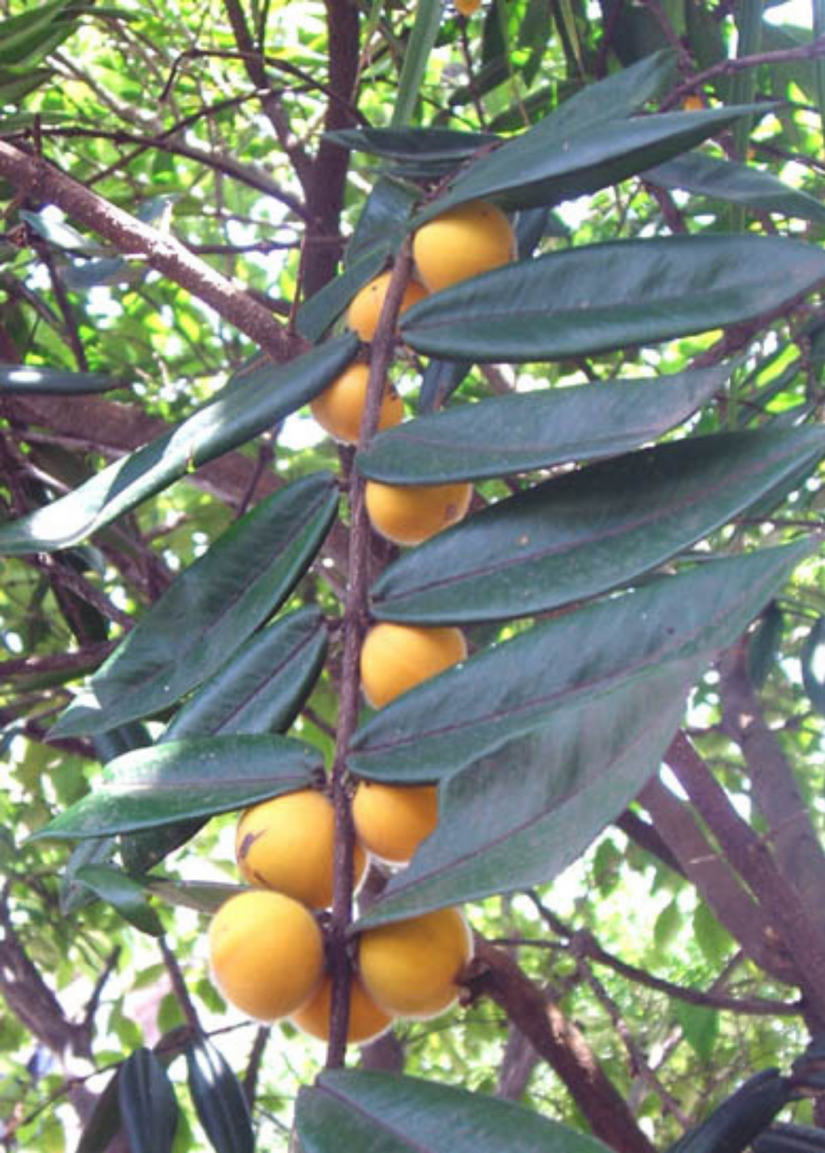 Yellow Jaboticaba (Myrciaria glazioviana cabeluda) — Specialty Food Source