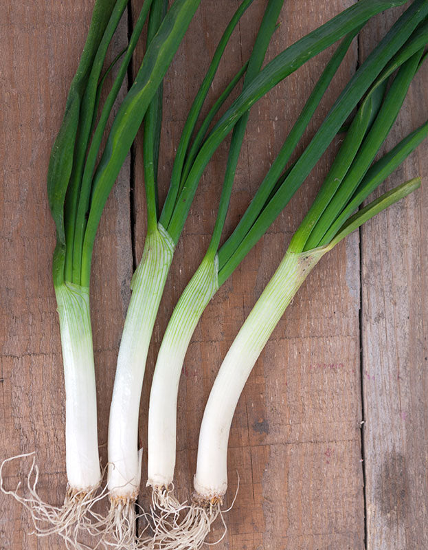 Organic Tokyo White Onion (Scallions) Seeds — Specialty Food Source