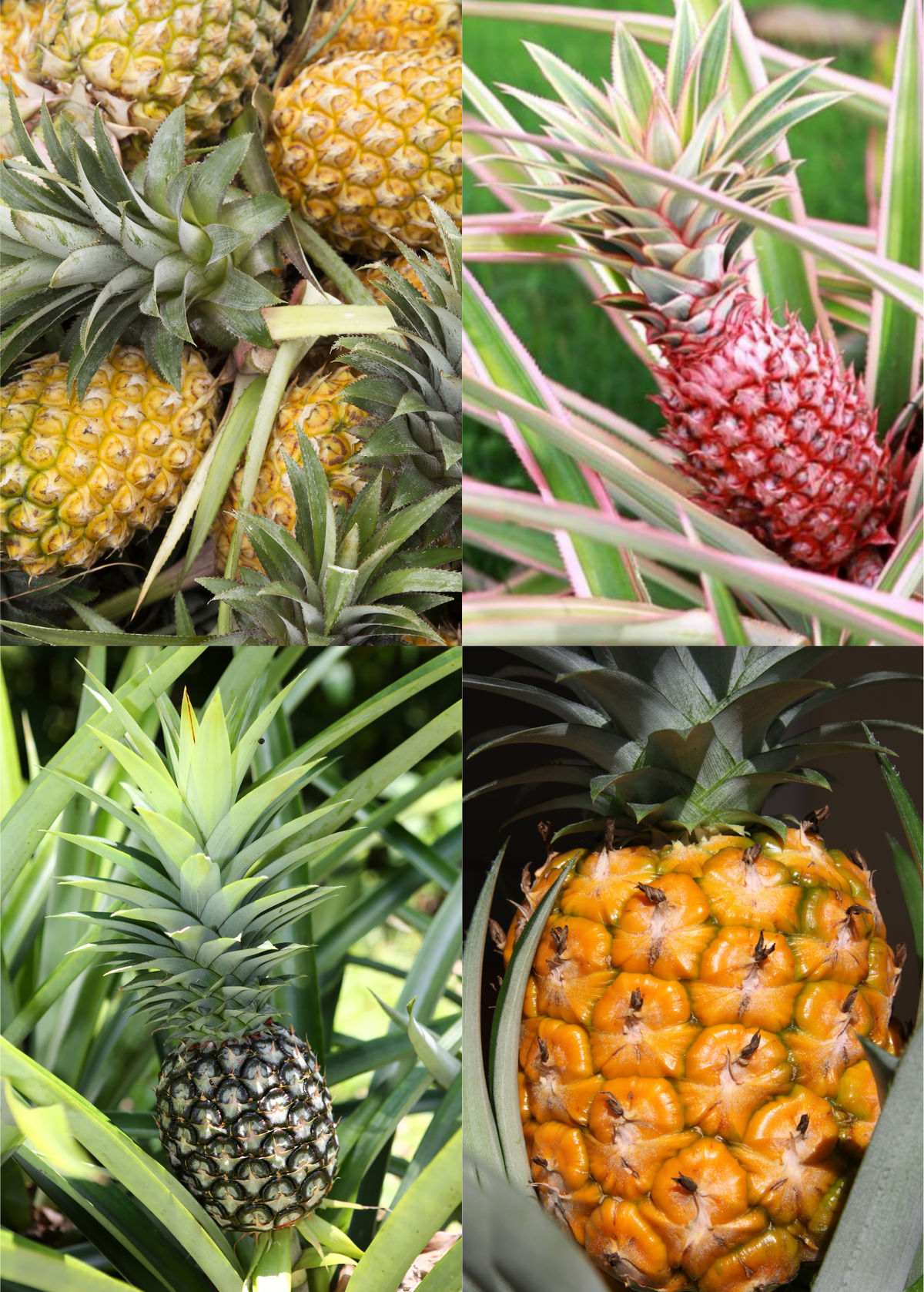 Pineapple Bundle: 'White Jade', 'Variegated Juicy', & 'Elite Gold ...