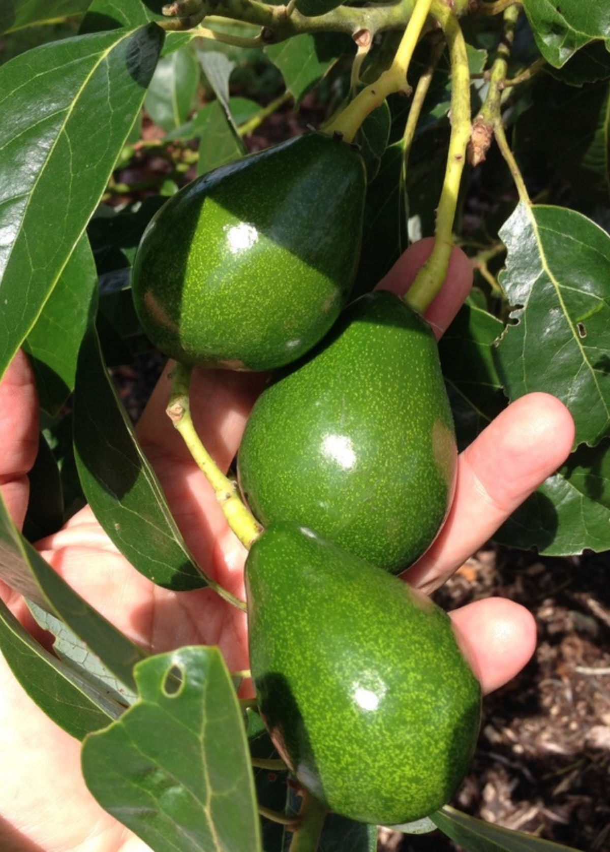 Avocado 'Poncho' (Persia americana) — Specialty Food Source