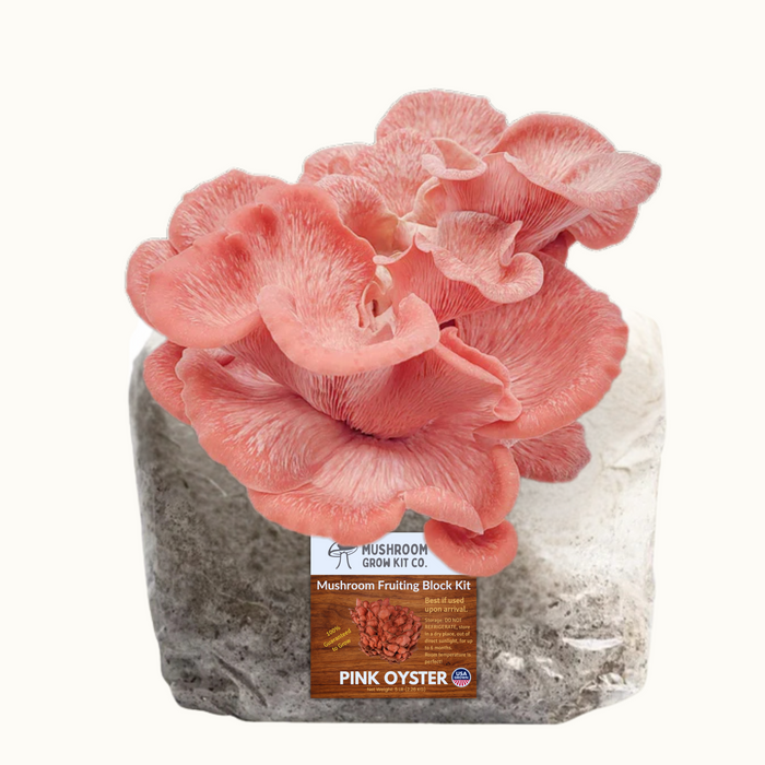 3 Pack - Premium Lion's Mane, Pink, and Blue Oyster Mushroom Fruiting ...