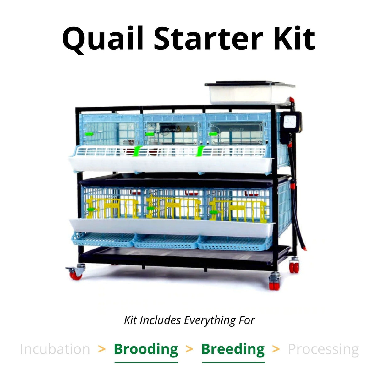Quail Starter Kit — Specialty Food Source