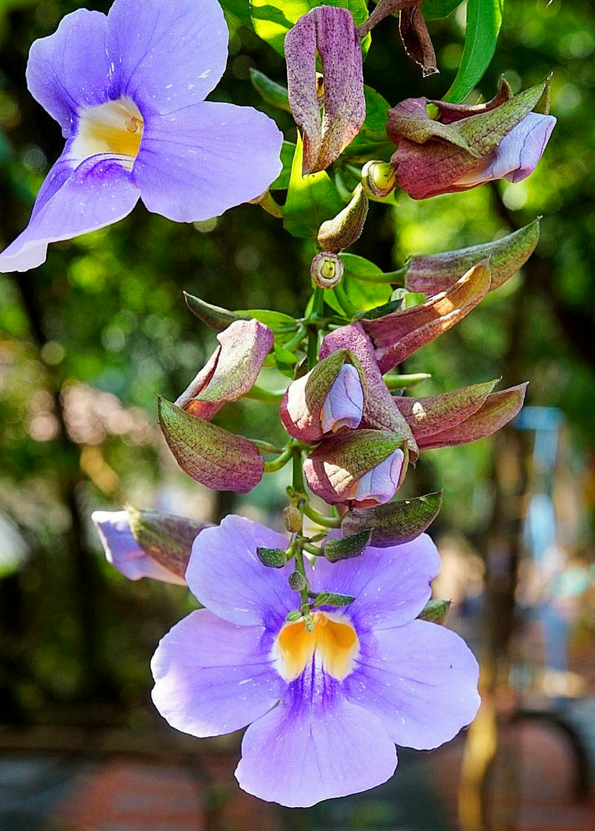 Rang Jued (Thunbergia laurifolia) — Specialty Food Source