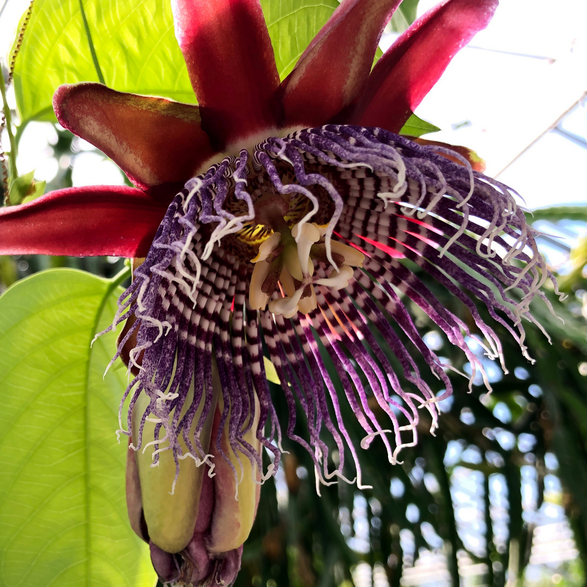 Giant Granadilla (Passiflora quadrangularis L.) — Specialty Food Source