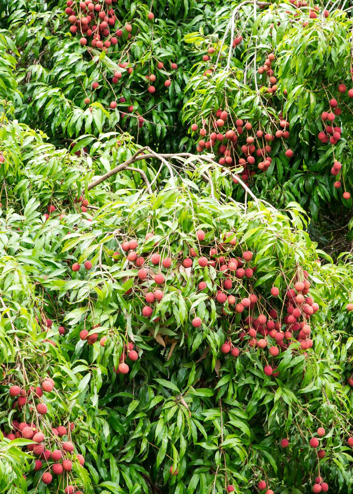 Lychee 'Brewster' (Litchi chinensis) — Specialty Food Source