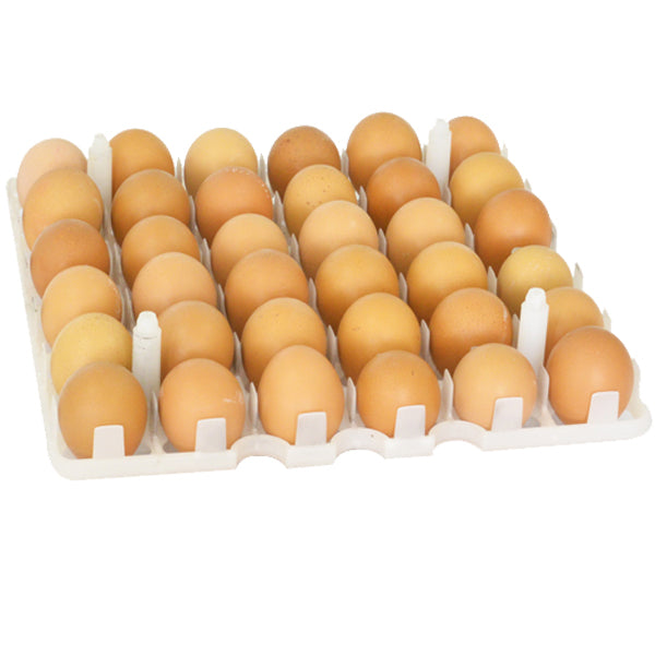 Egg Setter Tray - Chicken - 36 Eggs — Specialty Food Source