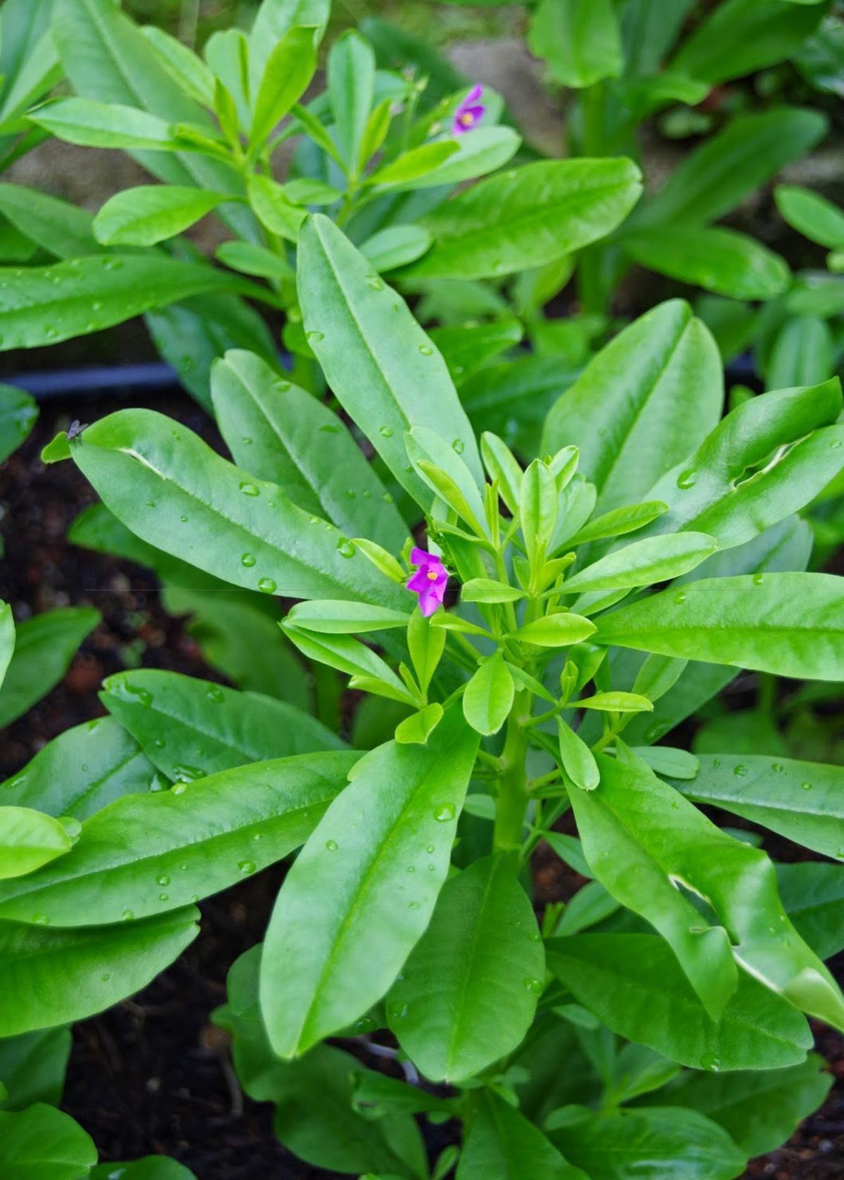 Java Ginseng (Talinum paniculatum) — Specialty Food Source