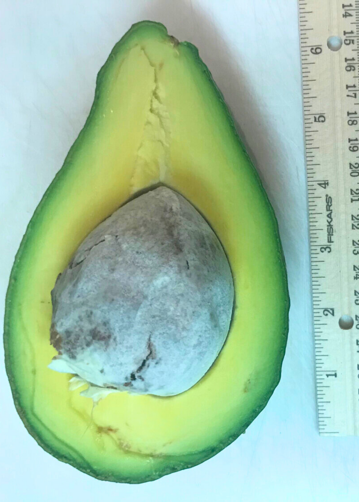 Avocado 'Tonnage' (Persea americana) — Specialty Food Source