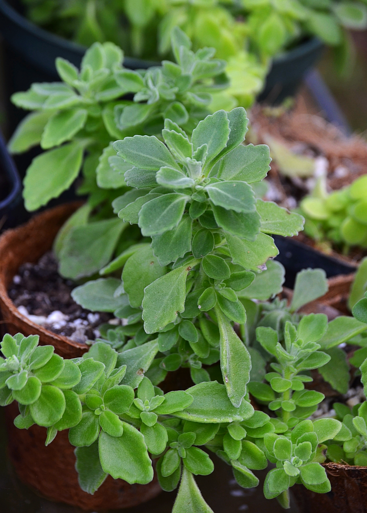 Vicks Plant (Plectranthus tomentosa) — Specialty Food Source