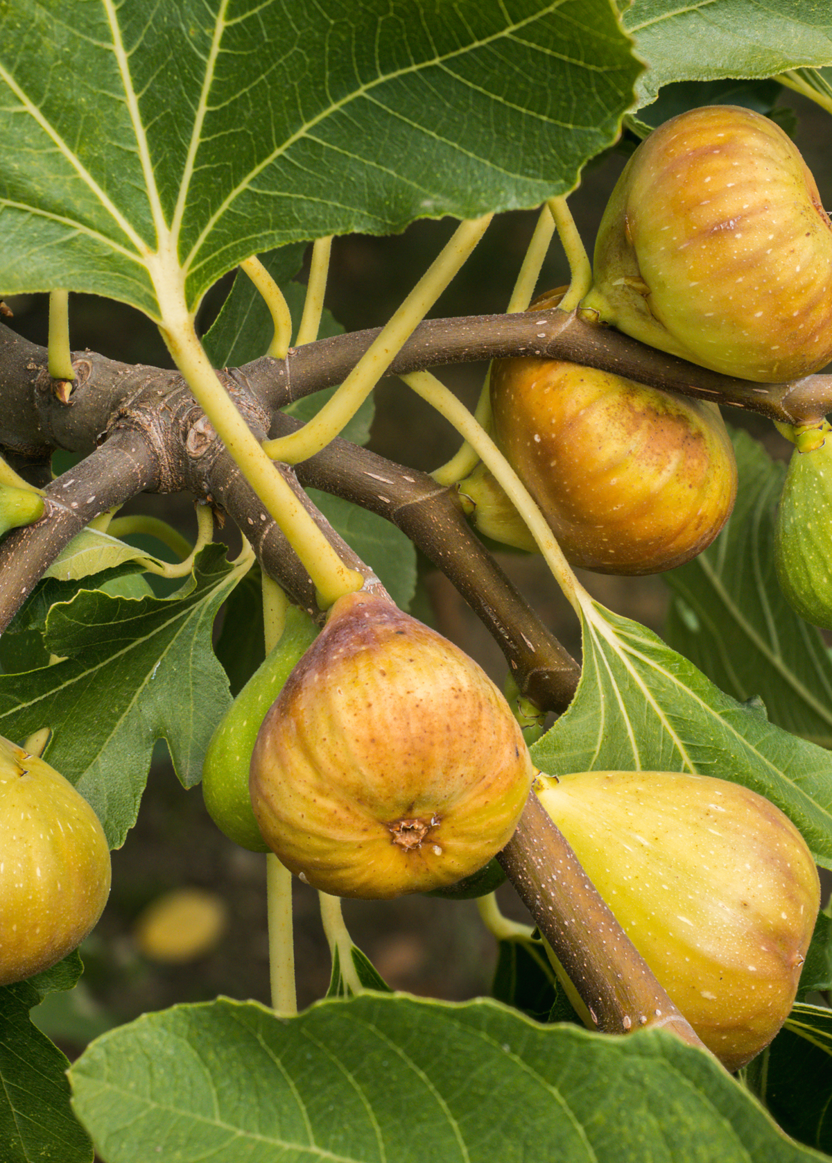Fig 'Yellow Long Neck' (Ficus carica) — Specialty Food Source