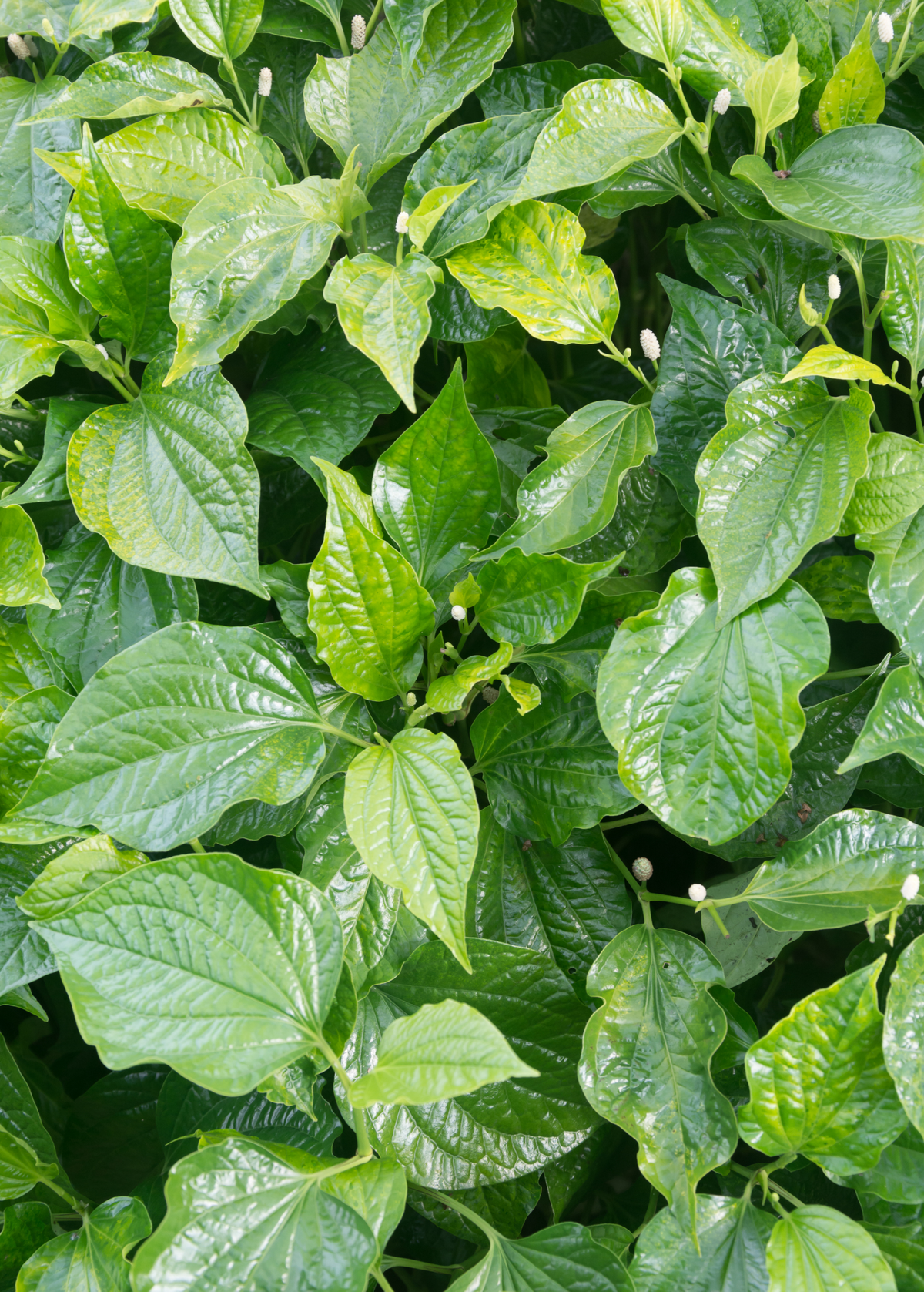 Betel Leaf (Piper betle) — Specialty Food Source