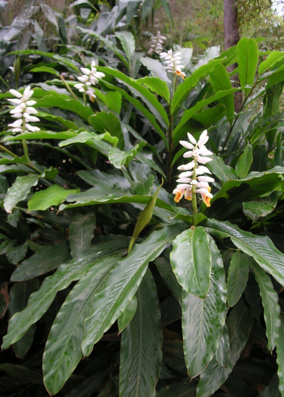 False Cardamom (Alpinia mutica) — Specialty Food Source