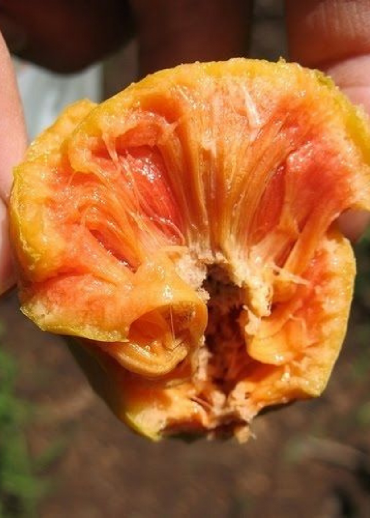 Lakoocha (Artocarpus lacucha) — Specialty Food Source