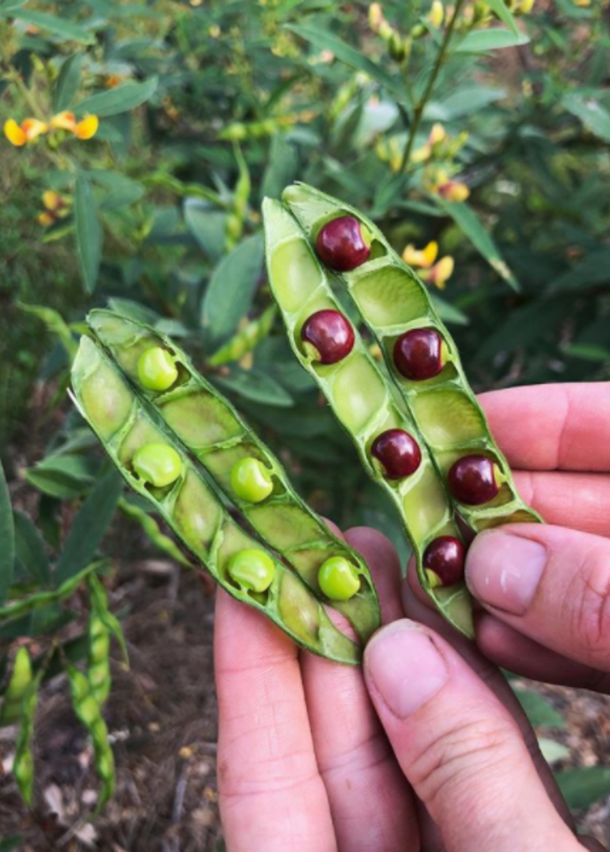 Pigeon Pea, Red (Cajanus cajan) — Specialty Food Source
