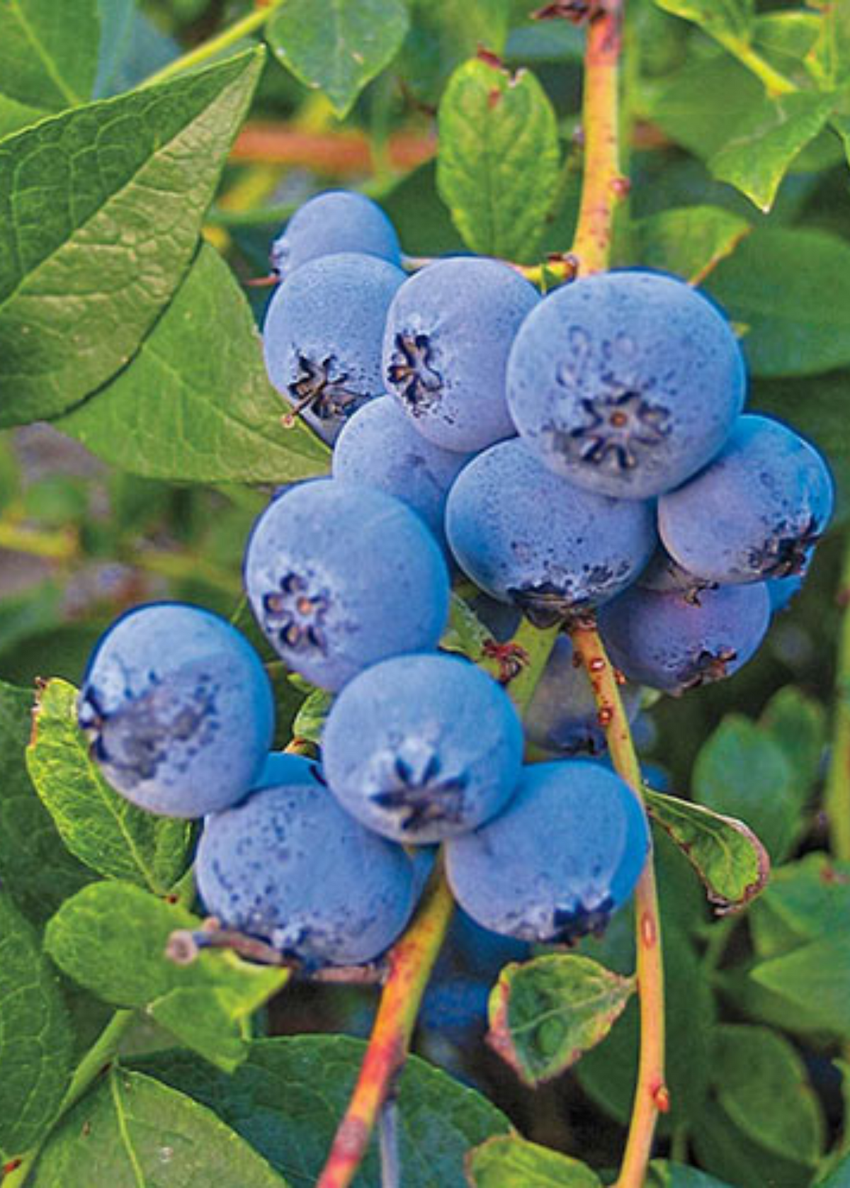 Blueberry 'Biloxi' (Vaccinium darrowii) — Specialty Food Source