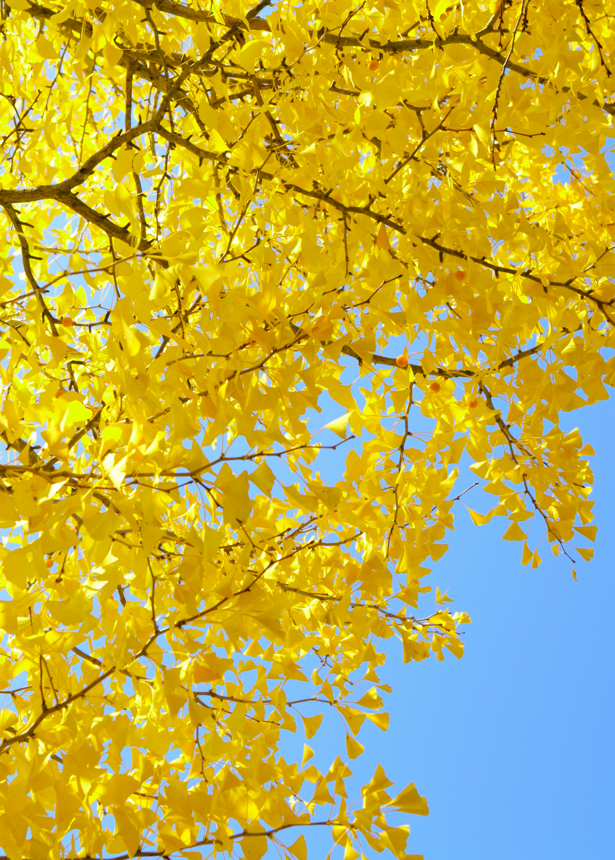 Ginkgo (Ginkgo biloba) — Specialty Food Source