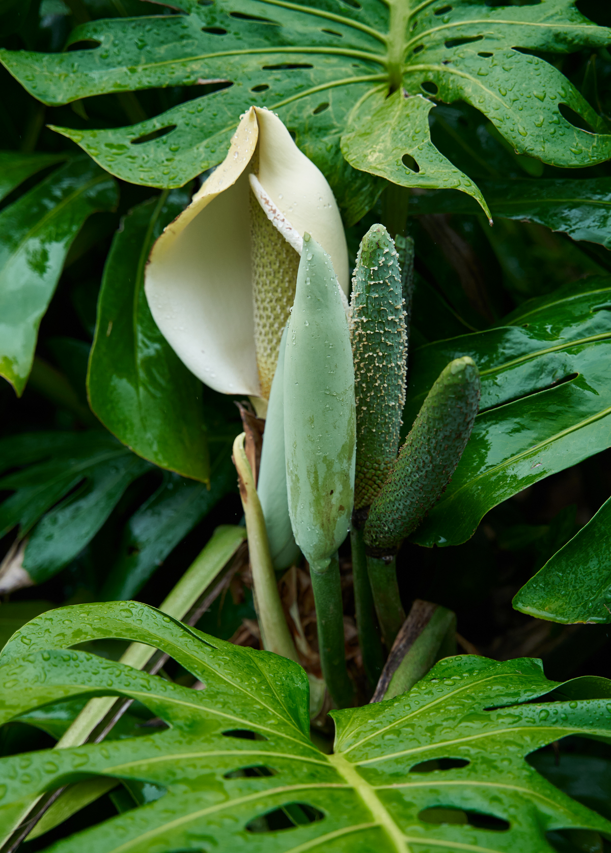 Monstera, Swiss Cheese Plant (Monstera deliciosa) — Specialty Food Source