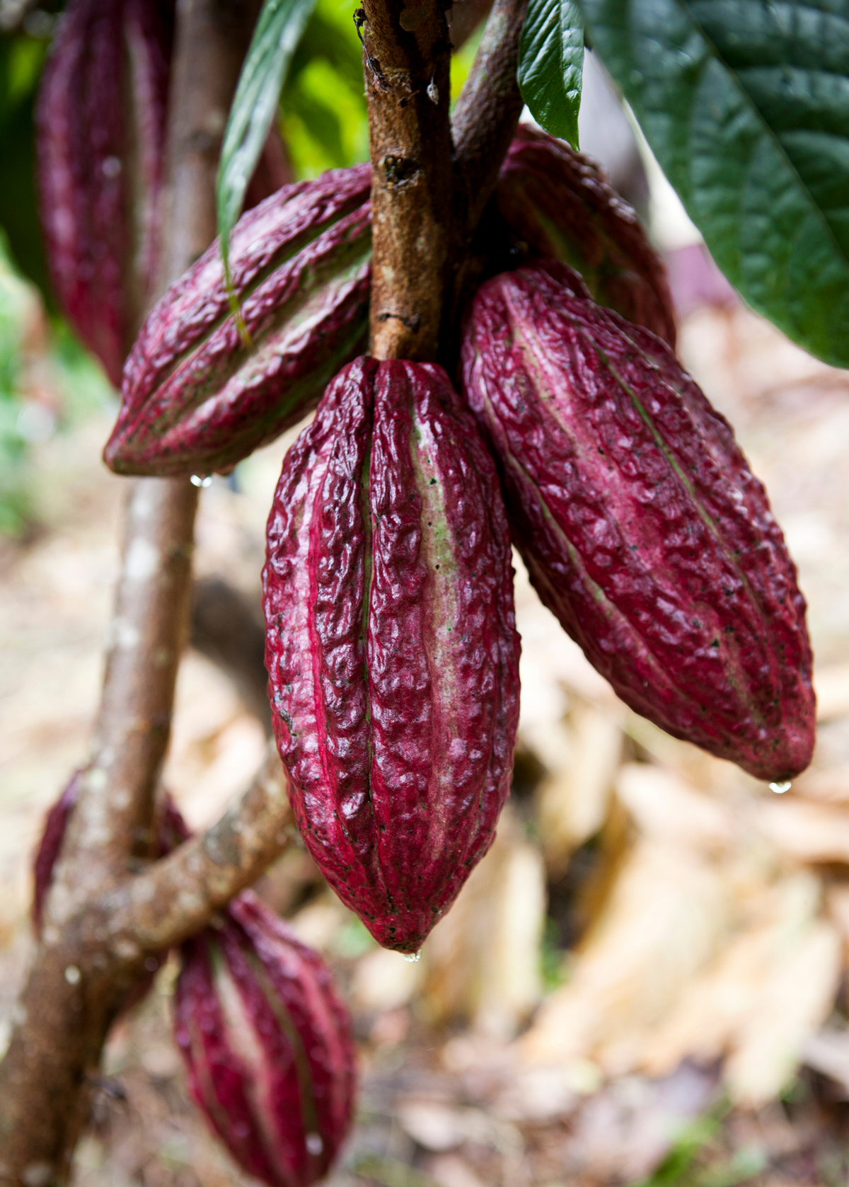 Cacao, Red (Theobroma cacao) — Specialty Food Source