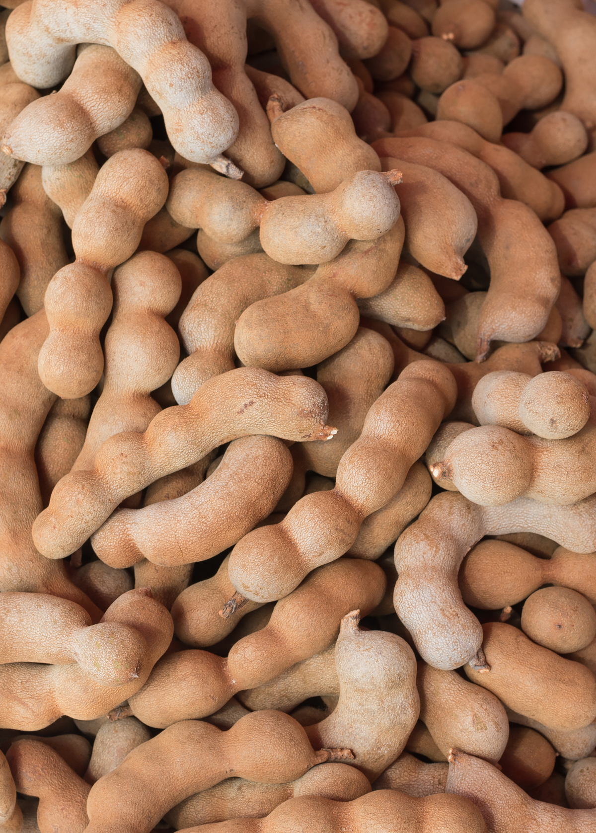 Tamarind 'Thai Sweet' (Tamarindus indica) — Specialty Food Source