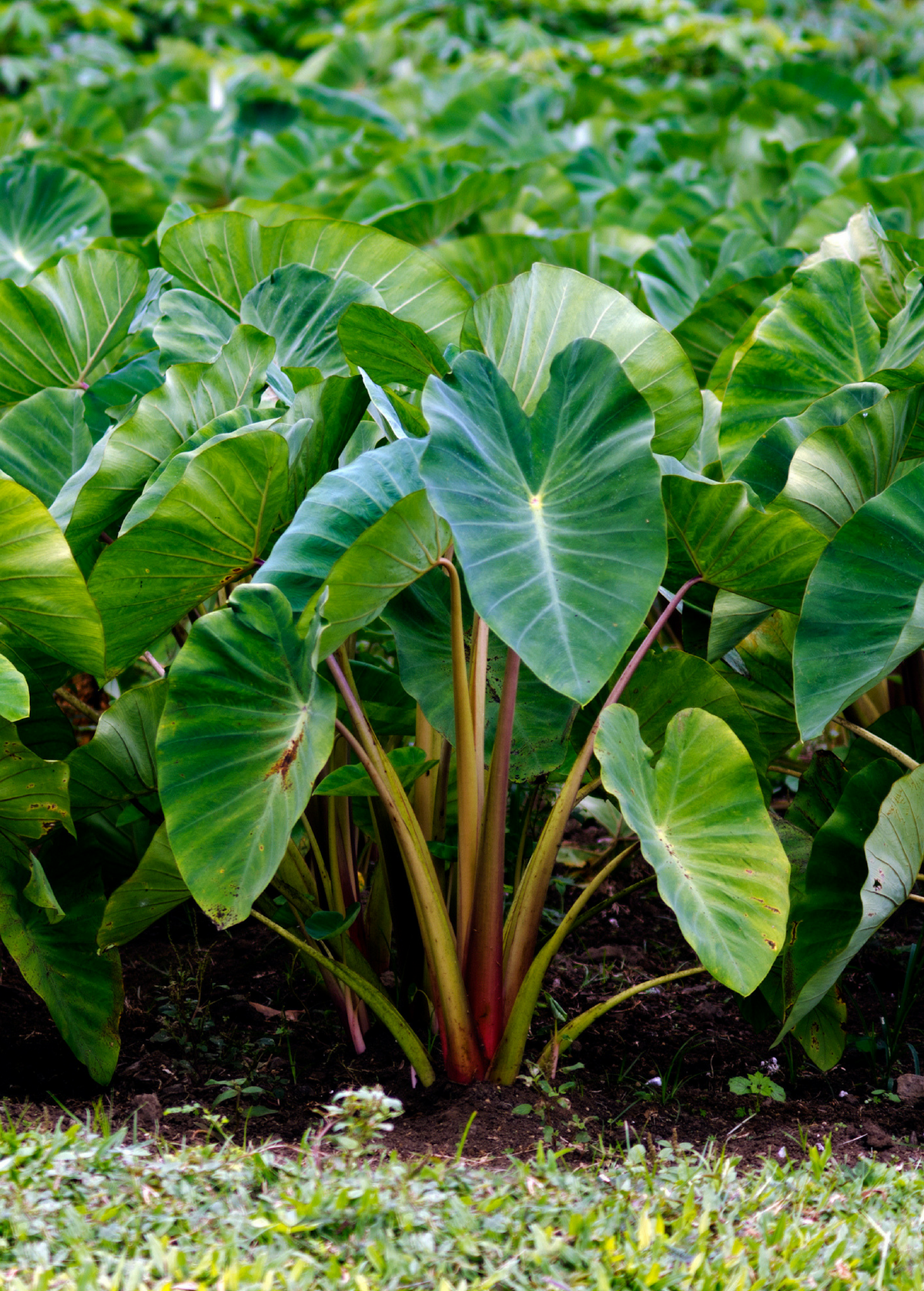 Taro, Red (Colocasia esculenta) — Specialty Food Source